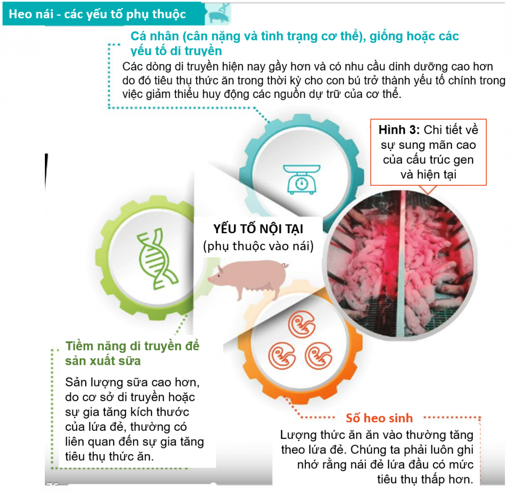 Chìa khóa để thành công ở giai đoạn heo nái cho con bú.