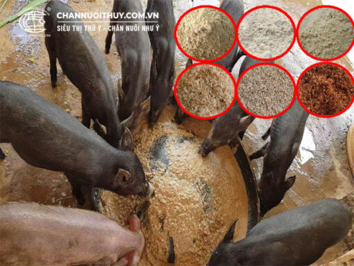 Cách cho heo ăn hiệu quả