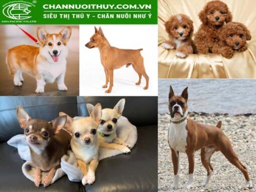 Cắt đuôi chó để làm gì? Khi nào cần cắt và cách cắt đuôi chó con và ...
