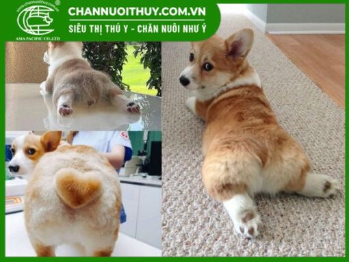 Cách cắt đuôi chó Corgi tại nhà không gây đau