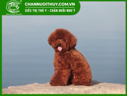 Hướng dẫn cắt đuôi chó poodle không chảy máu