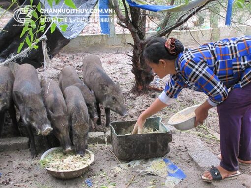Thức ăn cho heo rừng và cách ủ phối trộn thức ăn tăng hiệu quả nuôi heo