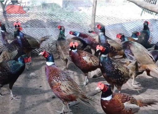 12 đặc tính của chim Trĩ cần hiểu rõ để nâng cao hiệu quả chăn nuôi