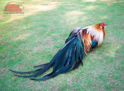 Gà tre Tân Châu: nguồn gốc, đặc điểm và kỹ thuật nuôi