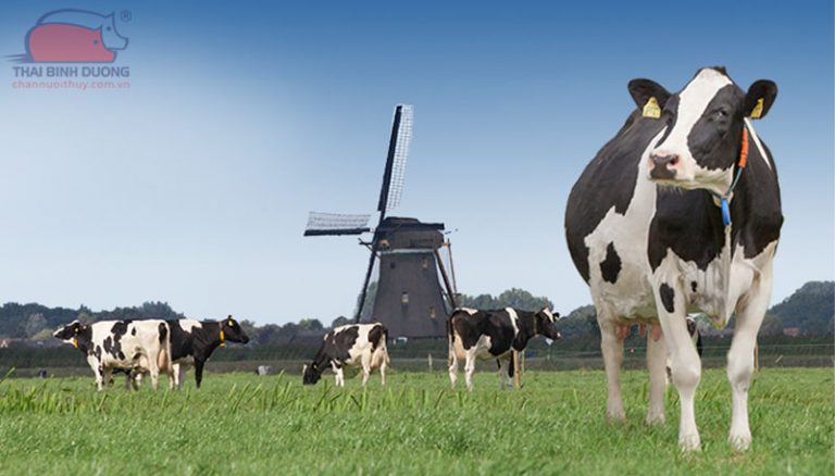 Bò Hà Lan (Holstein Friesian) - Nguồn gốc, đặc điểm và kỹ thuật chăn nuôi