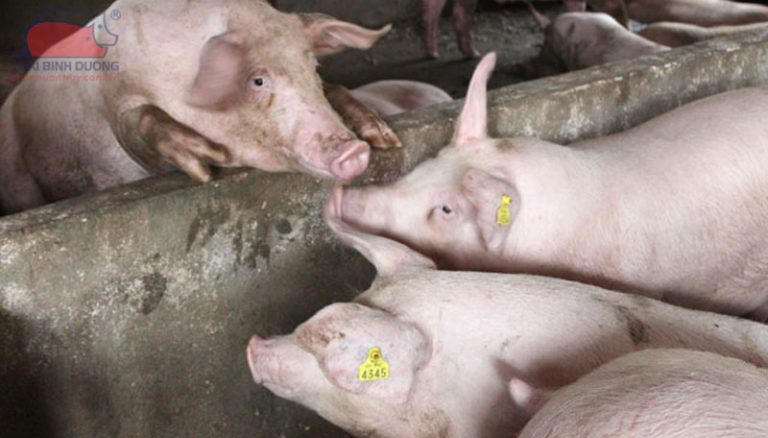 Cách bấm số tai heo và những điều cần biết