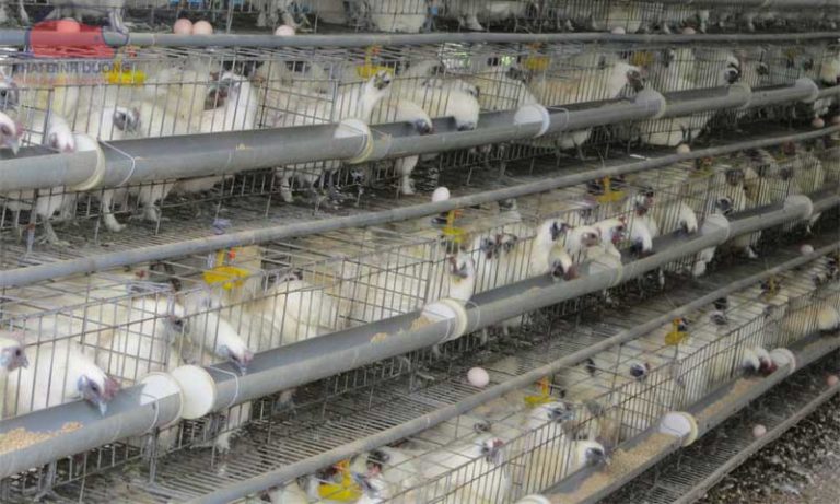 Gà Ác - Giống Gà độc đáo của Việt Nam
