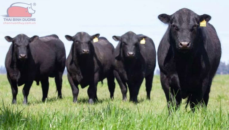 Bò Angus - Nguồn gốc, đặc điểm và lai tạo giống