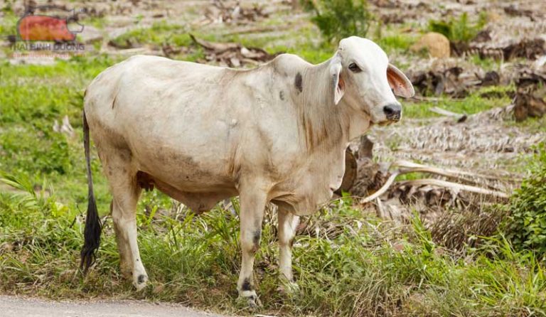 Giống bò Brahman - nguồn gốc, đặc điểm, sinh sản và kỹ thuật nuôi
