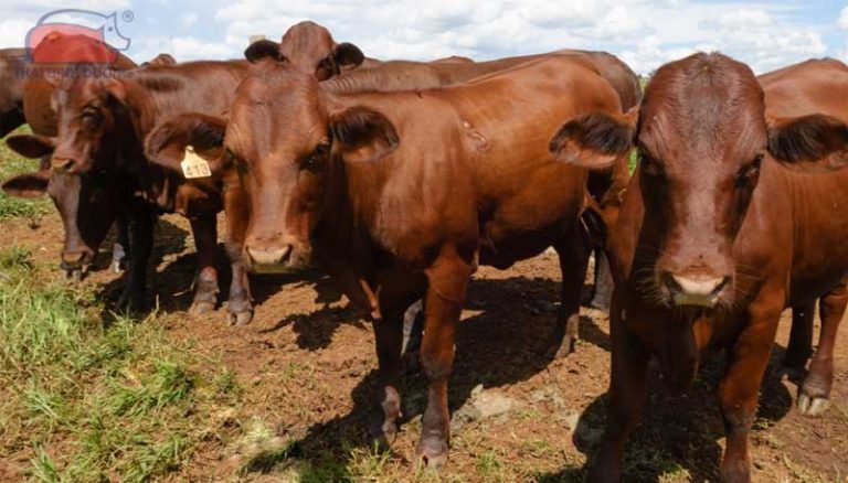 Bò Santa Gertrudis: Giống Bò Thịt Độc Đáo từ Nguồn Gốc Mỹ