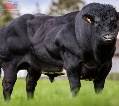 Giống bò BBB (bò 3B) - Đặc điểm, tiềm năng nuôi thịt và sinh sản ở Việt Nam