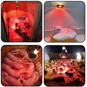 Đèn sưởi hồng ngoại The Light 220V sưởi ấm gia súc gia cầm