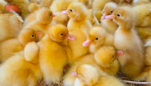 Vịt con ăn gì? Cách nuôi vịt con mới nở đúng kỹ thuật