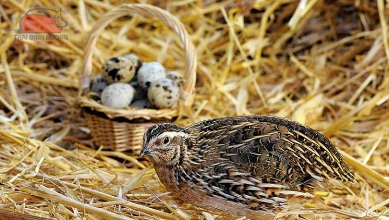 Chim cút: nguồn gốc, đặc điểm và hiệu quả kinh tế