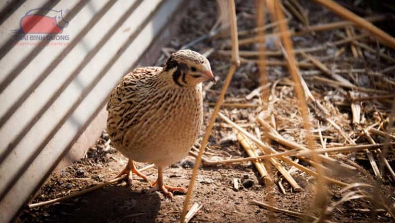 Chim cút: nguồn gốc, đặc điểm và hiệu quả kinh tế