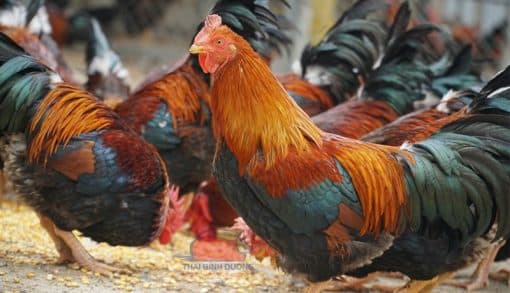 Gà trống thiến là gà gì? Tại sao lại chọn gà trống thiến để cúng vào ...