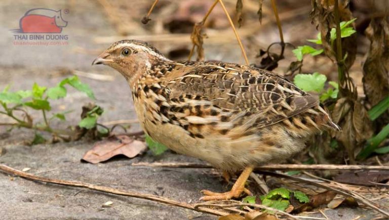 Chim cút: nguồn gốc, đặc điểm và hiệu quả kinh tế