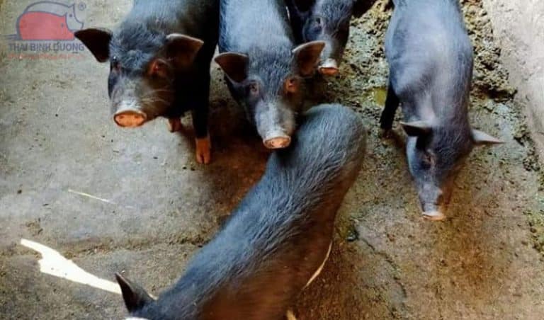 Lợn đen Lũng Pù - Nguồn gốc, đặc điểm kỹ thuật chăn nuôi, bảo tồn và ...