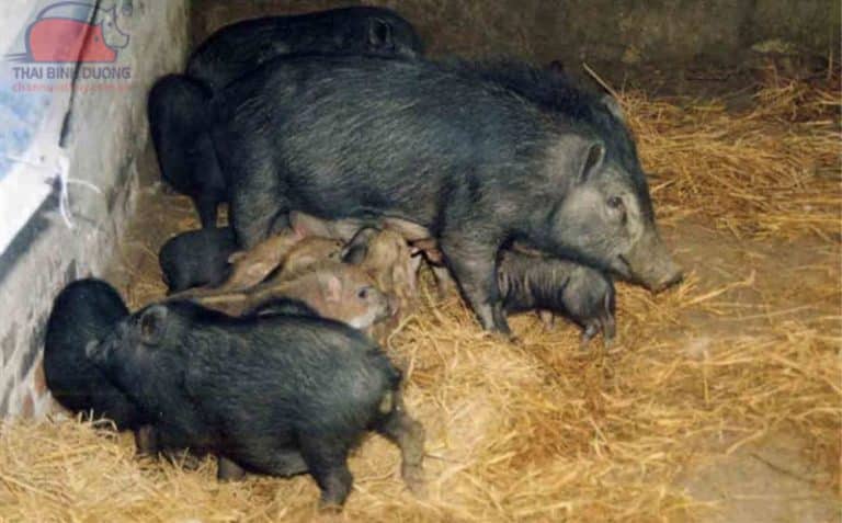 Đặc điểm, phân bố và bảo tồn giống Lợn Vân Pa