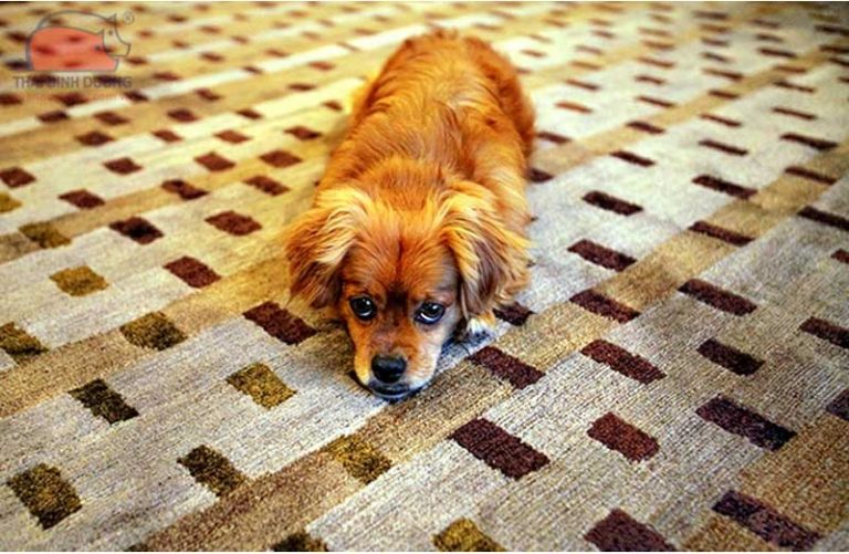 Chó poodle lai các loại, đặc điểm và giá bán