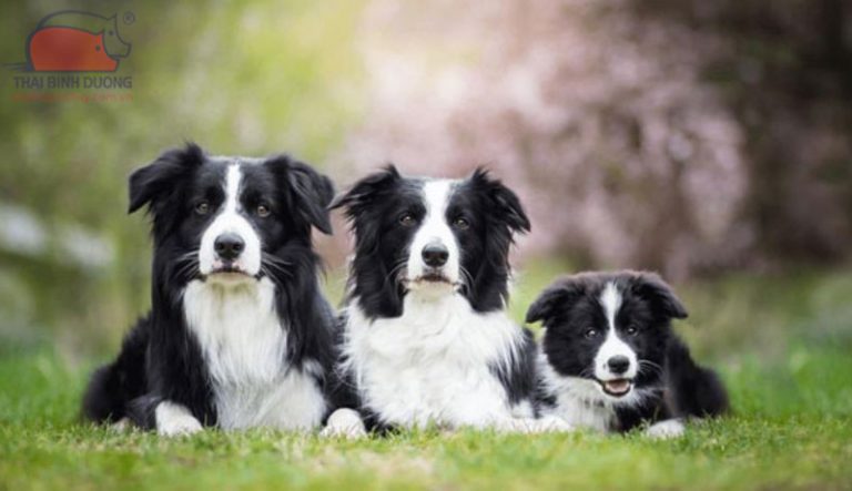 Chó chăn cừu Border Collie: Nguồn gốc, đặc điểm, cách nuôi, giá bán