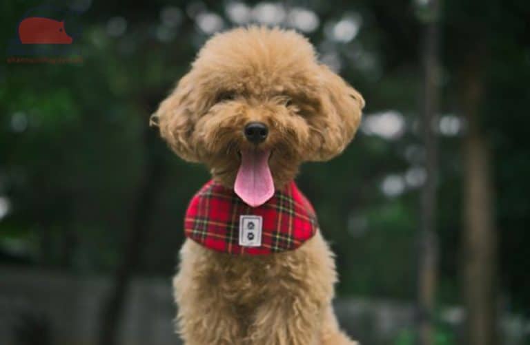Chó poodle lai các loại, đặc điểm và giá bán