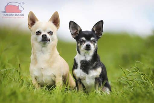 Chó chihuahua: Nguồn gốc, đặc điểm, cách nuôi, giá bán