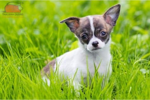 Chó chihuahua: Nguồn gốc, đặc điểm, cách nuôi, giá bán