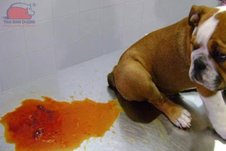 Nguyên nhân chó ỉa ra máu và cách điều trị