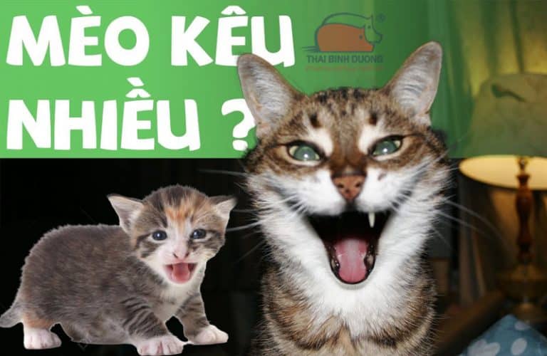 Mèo kêu nhiều là dấu hiệu gì?
