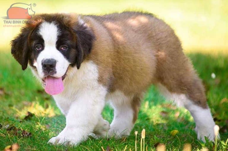 Tìm hiểu về nguồn gốc, đặc điểm và giá bán của chó Saint Bernard