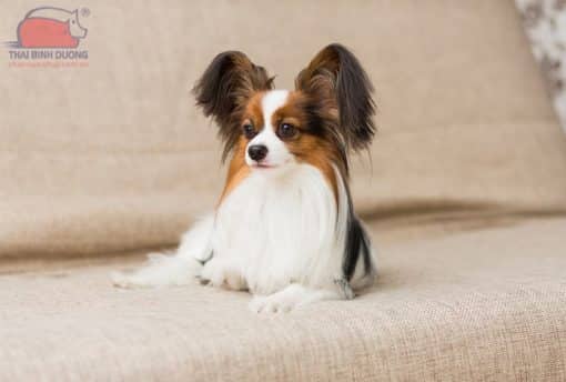 Chó Papillon là chó gì? Giá chó tai bướm Papillon bao nhiêu?