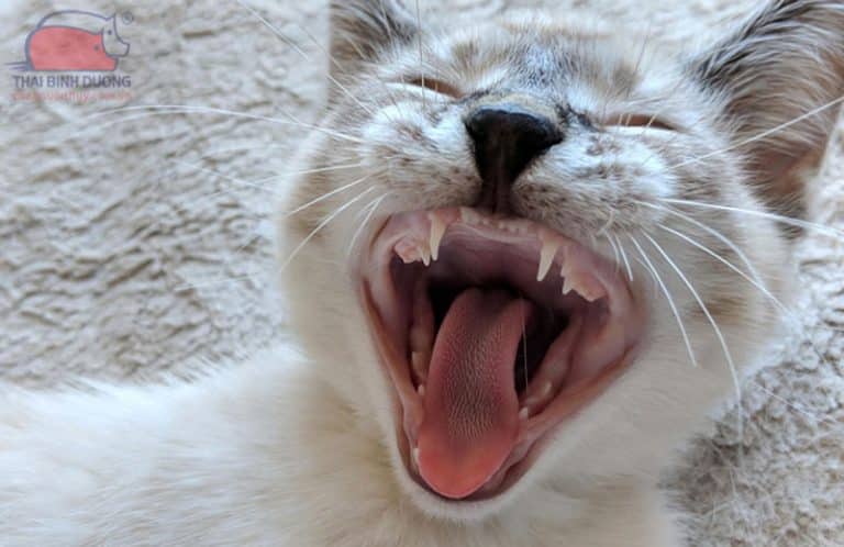 Mèo có thay răng không? Dấu hiệu mèo thay răng