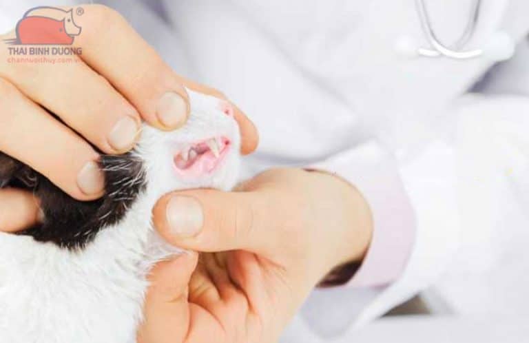 Mèo có thay răng không? Dấu hiệu mèo thay răng