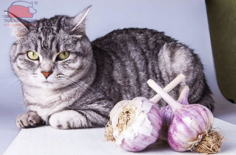 Mèo sợ mùi gì nhất? Những lưu ý cần biết khi nuôi mèo