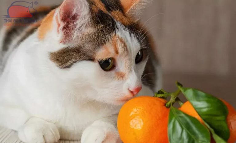 Mèo sợ mùi gì nhất? Những lưu ý cần biết khi nuôi mèo