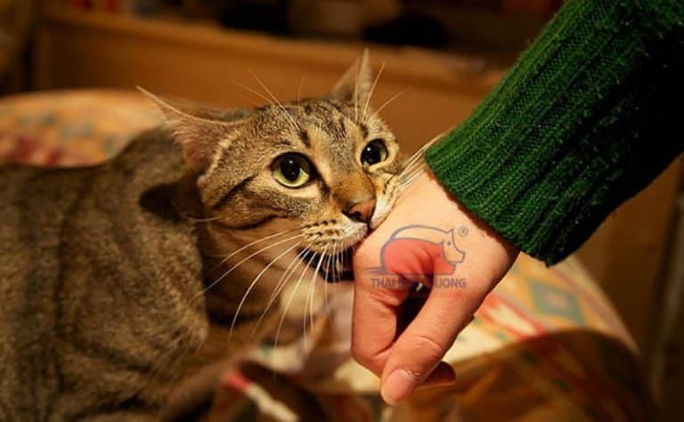 Tại sao mèo hay cắn? Cách dạy mèo không cắn tay chủ