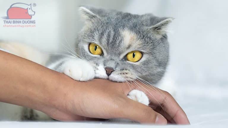 Tại sao mèo hay cắn? Cách dạy mèo không cắn tay chủ