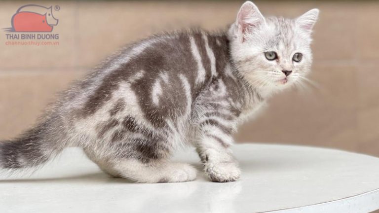 Mèo Anh lông ngắn Silver Tabby
