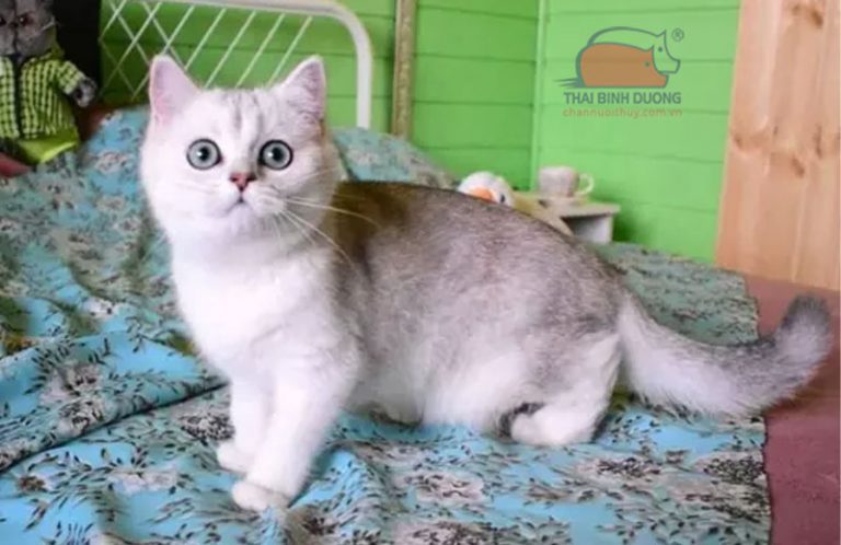 Mèo Anh lông ngắn Silver Tabby