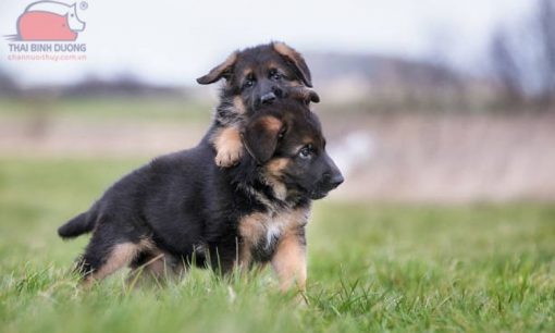 Cách nuôi chó Becgie con khỏe mạnh đúng kỹ thuật