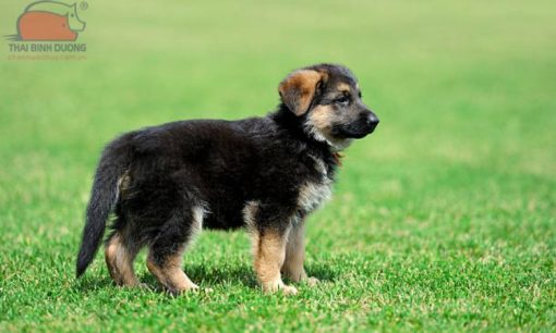 Cách nuôi chó Becgie con khỏe mạnh đúng kỹ thuật