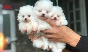 Phốc sóc mini giá bao nhiêu? Tìm hiểu A-Z về giống chó phốc sóc