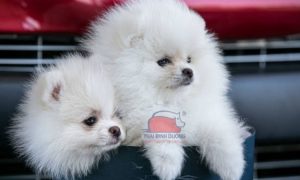 Phốc sóc mini giá bao nhiêu? Tìm hiểu A-Z về giống chó phốc sóc