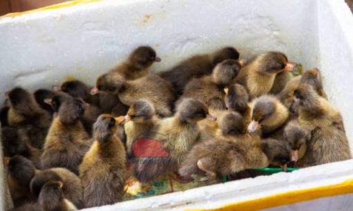 Tổng hợp các giống vịt được nuôi phổ biến tại Việt Nam hiện nay