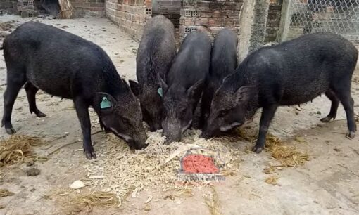 Mô hình và cách nuôi heo rừng đúng kỹ thuật