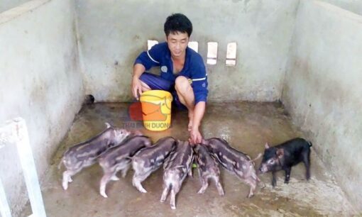 Mô hình và cách nuôi heo rừng đúng kỹ thuật