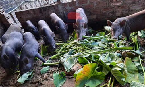 Kỹ thuật nuôi heo rừng lai hiệu quả đạt năng suất cao