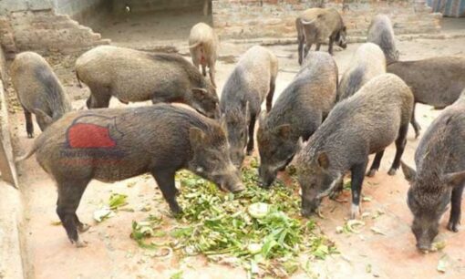 Kỹ thuật nuôi heo rừng lai hiệu quả đạt năng suất cao