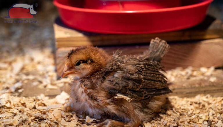 Hướng dẫn cách cứu gà con sắp chết